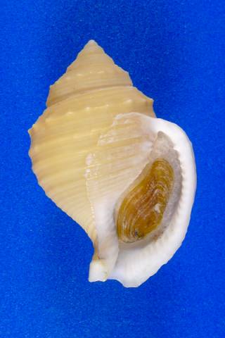 shellauction.net :: Oocorys ferrarioi - 3320513