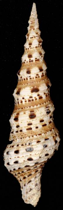 shellauction.net :: Turris spectabilis - 3321033