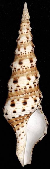 shellauction.net :: Turris spectabilis - 3321033