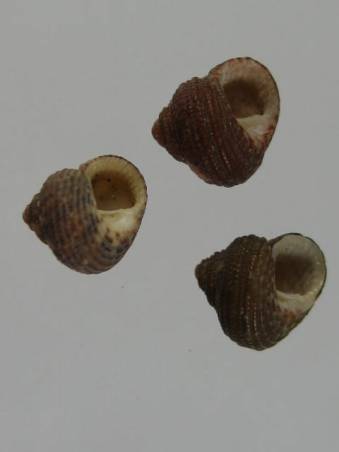 shellauction.net :: Clanculus cruciatus - 3321538