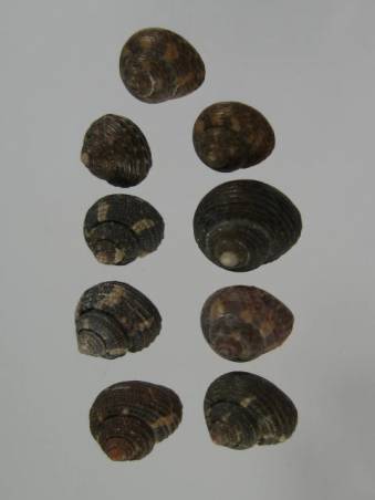 shellauction.net :: Clanculus jussieui - 3321541