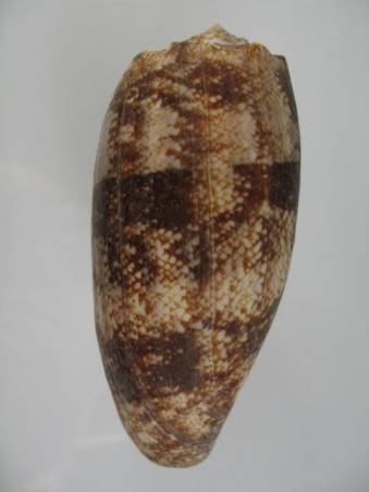 shellauction.net :: Conus geographus - 3321607
