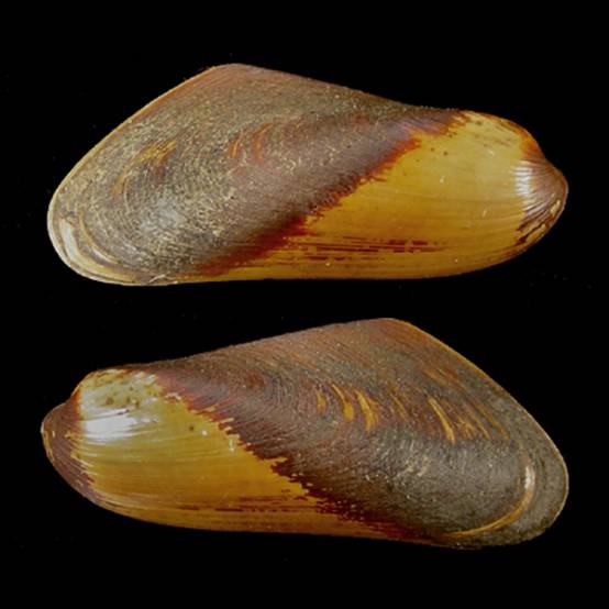 shellauction.net :: Modiolus martorelli - 3322713