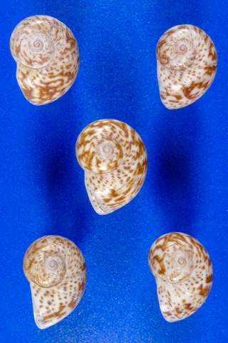 shellauction.net :: Natica fulminea - 3322910