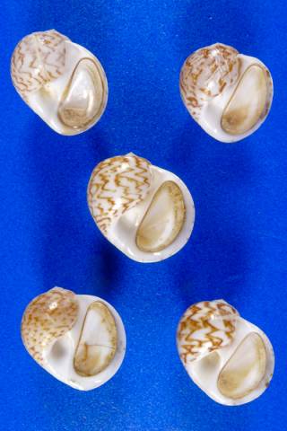 shellauction.net :: Natica fulminea - 3322910