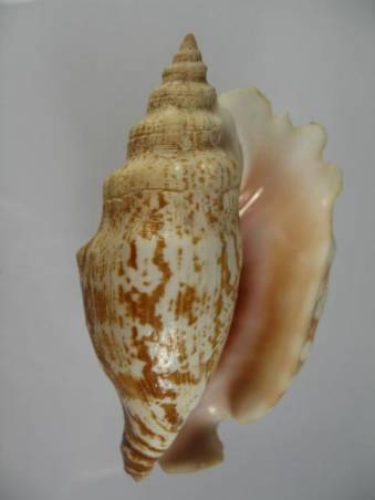 shellauction.net :: Strombus sinuatus - 3323485