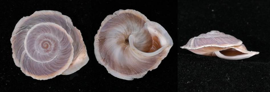 shellauction.net :: Pseudiberus shanheicus - 3325237