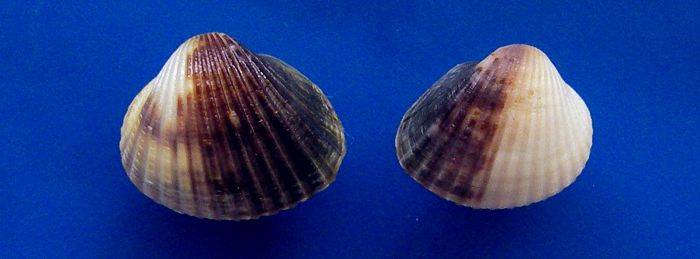 shellauction.net :: Cerastoderma glaucum f.lamarcki - 3325462