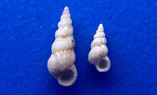 shellauction.net :: Opalia coronata - 3325494