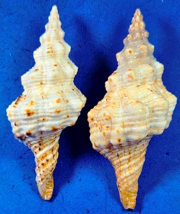 shellauction.net :: Fusinus polygonoides - 3325846