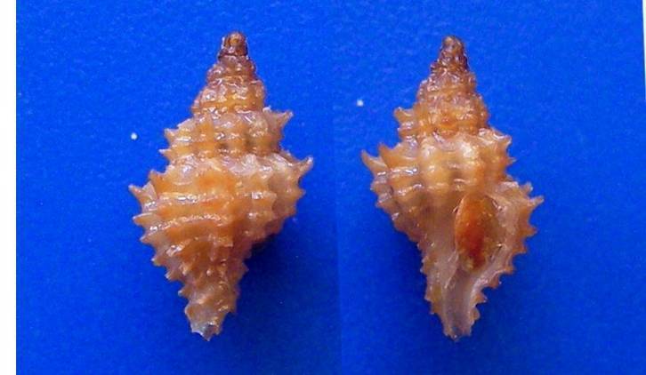 shellauction.net :: Murexsul aradasii - 3326173