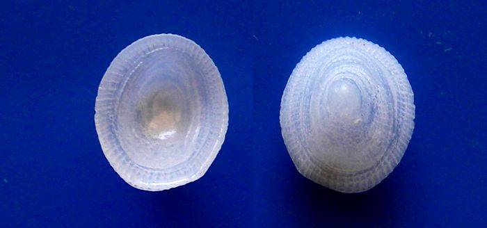 shellauction.net :: Trimusculus mammillaris - 3326218