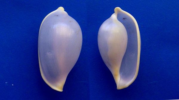 shellauction.net :: Xandarovula xanthochila - 3326220