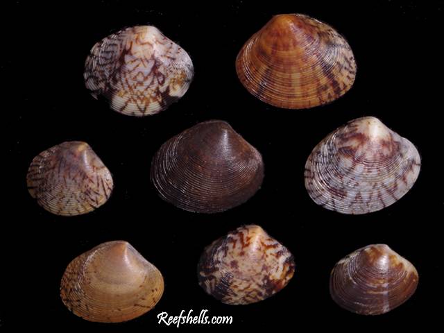 shellauction.net :: Circenita callipyga - 3330810