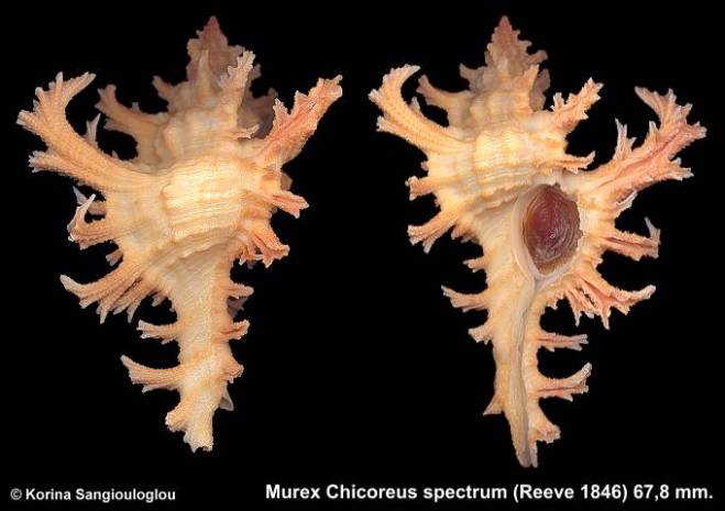shellauction.net :: Chicoreus spectrum - 3330986