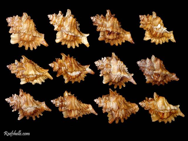 shellauction.net :: Ocenebra erinacea hanley - 3330992