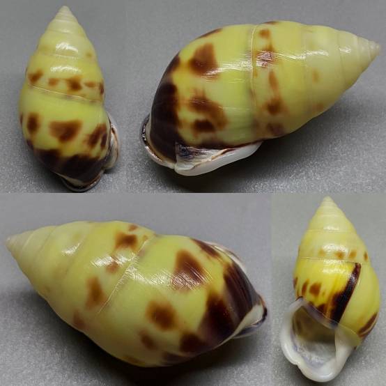 shellauction.net :: Amphidromus perversus perversus f. mitra - 3337310