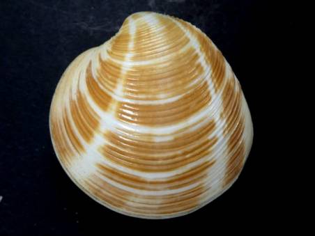 shellauction.net :: Dosinia contusa - 3338668