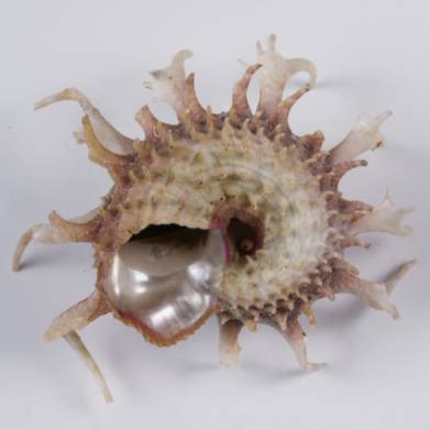 shellauction.net :: Angaria sphaerula - 3339015