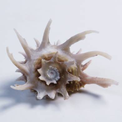 shellauction.net :: Angaria putong - 3339048