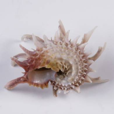 shellauction.net :: Angaria putong - 3339048