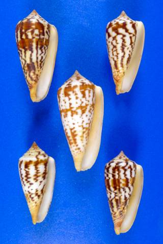 shellauction.net :: Conus janus - 3340512