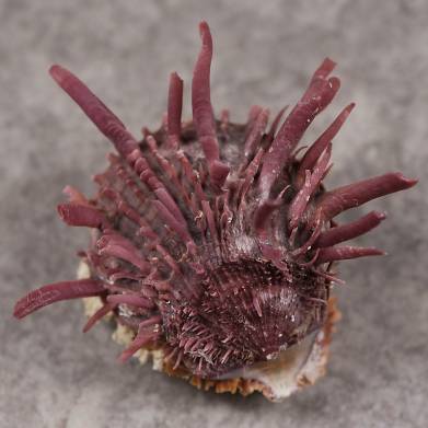 shellauction.net :: Spondylus reevei - 3341242