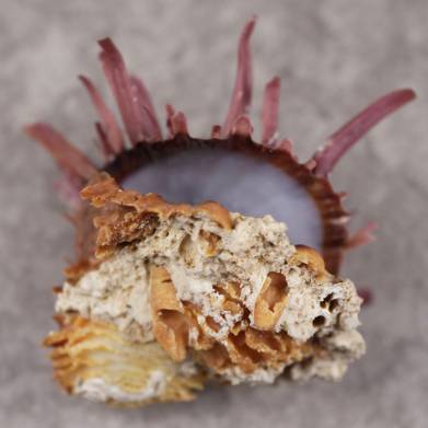 shellauction.net :: Spondylus reevei - 3341242