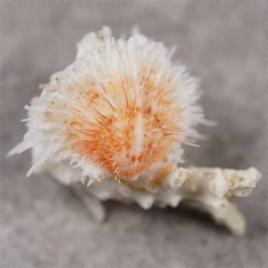 shellauction.net :: Spondylus nicobaricus ciliatus cf. - 3341251