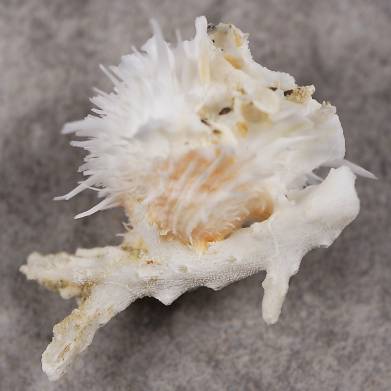 shellauction.net :: Spondylus nicobaricus ciliatus cf. - 3341251
