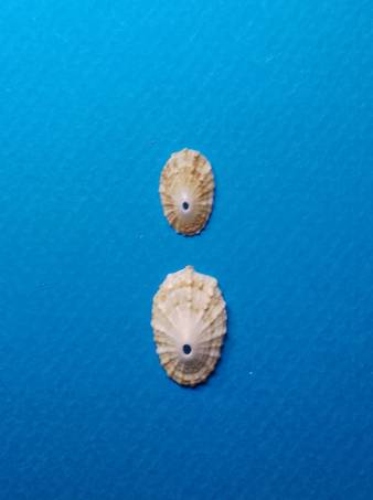 shellauction.net :: Diodora spreta - 3341450