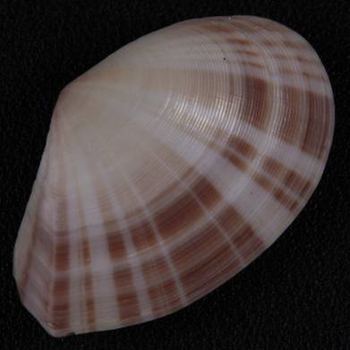 shellauction.net :: Tellinella virgata - 3343726