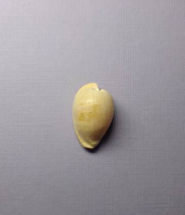 shellauction.net :: Cypraea capensis - 3344017