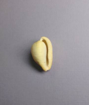 shellauction.net :: Cypraea capensis - 3344017