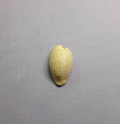 shellauction.net :: Cypraea capensis - 3344025