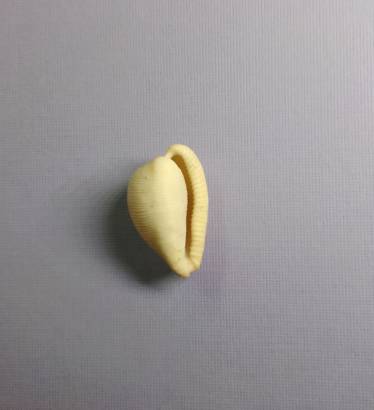 shellauction.net :: Cypraea capensis - 3344025