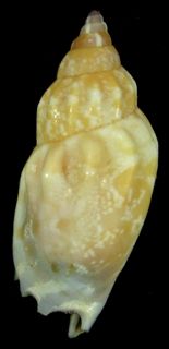 shellauction.net :: Strombus dentatus - 3344999