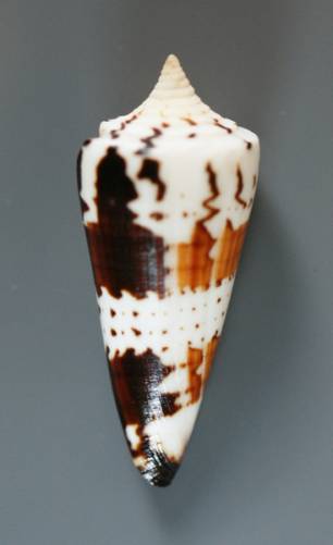 shellauction.net :: Conus generalis - 3345169