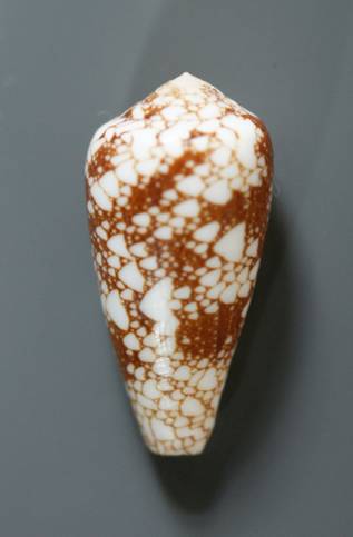 shellauction.net :: Conus episcopus - 3345224