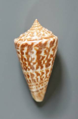 shellauction.net :: Conus regularis - 3345237