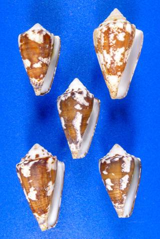 shellauction.net :: Conus regius - 3346093