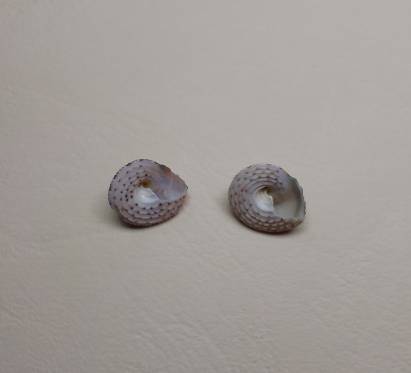 shellauction.net :: Clanculus atricatena - 3350418