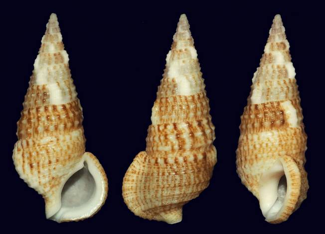 shellauction.net :: Cerithium traillii - 3350715