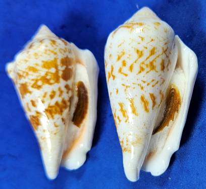 shellauction.net :: Strombus decorus f. zanzibarica - 3351072