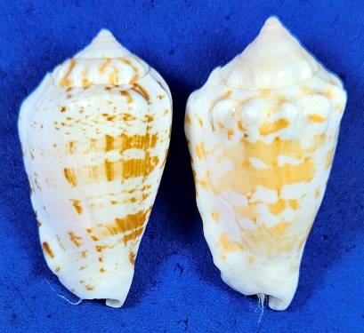 shellauction.net :: Strombus decorus f. zanzibarica - 3351076