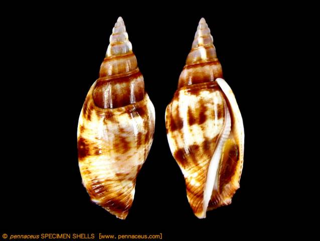 shellauction.net :: Canarium fusiformis - 3351531