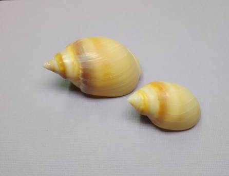 shellauction.net :: Bullia laevissima - 3351553