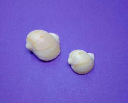 shellauction.net :: Melapium lineatum - 3351568