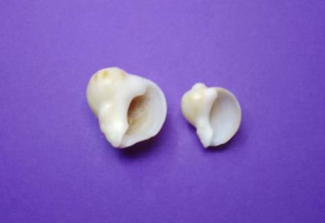 shellauction.net :: Melapium lineatum - 3351568