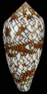 shellauction.net :: Conus textile neovicarius - 3351633